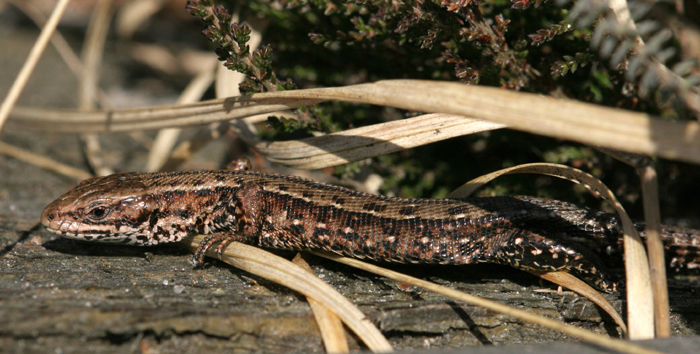 Common Lizard