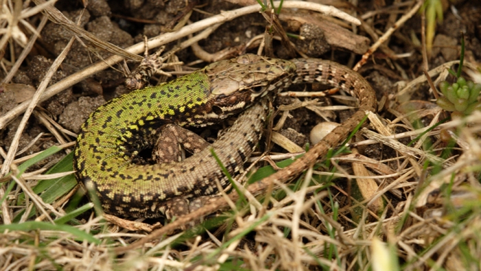 Common Lizard