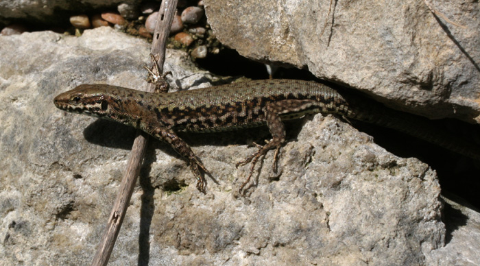Common Wall Lizard