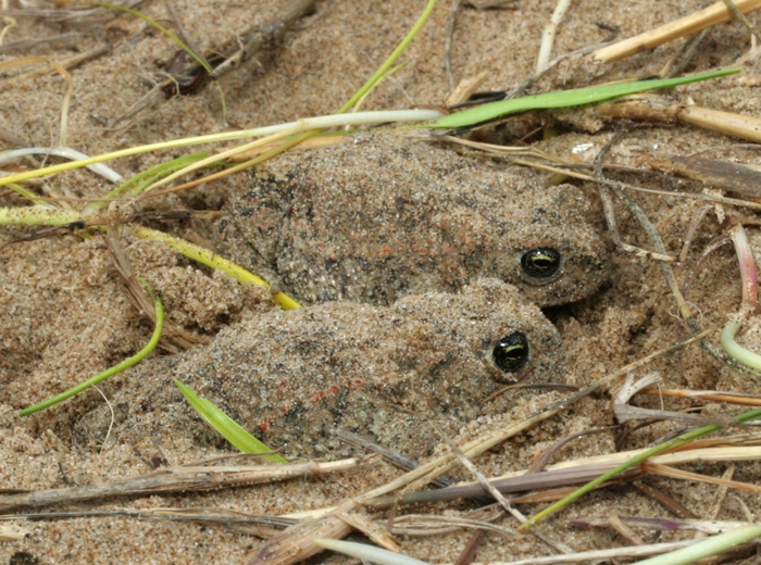 Natterjack Toad