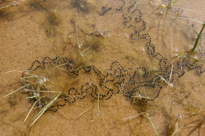 Natterjack Toad