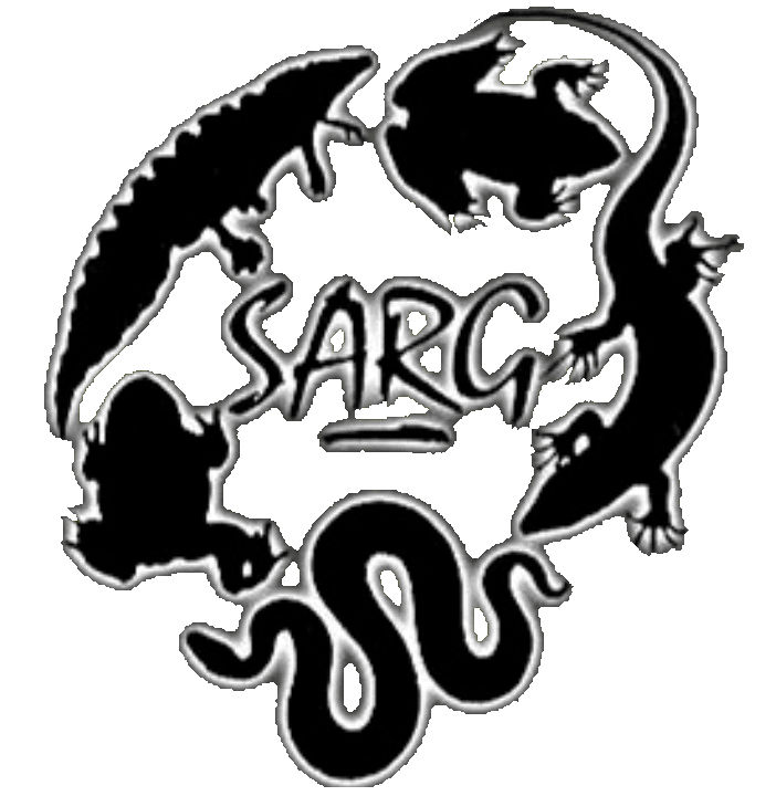 Wall lizard colonies